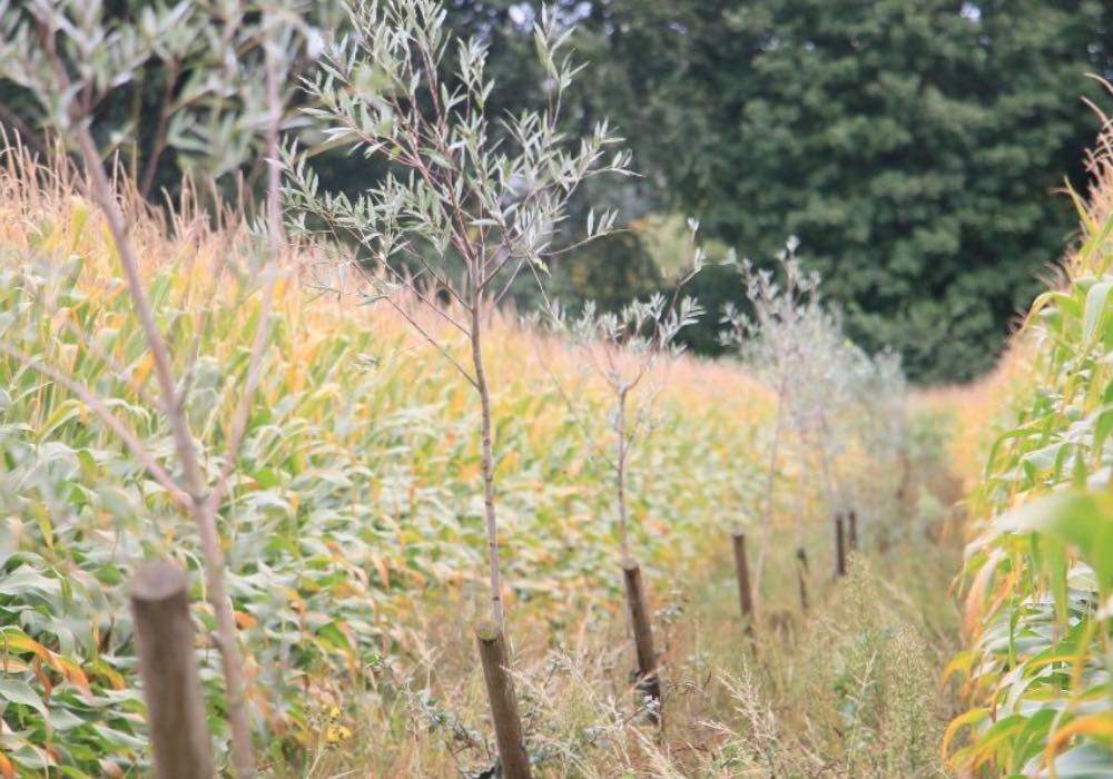 Témoignage d’Alan GUILLOU – La Fondation de Lille fête ses 20 ans